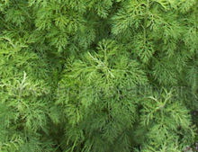 Abrotanum - Homeopathy