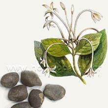 Ignatia - Homeopathy